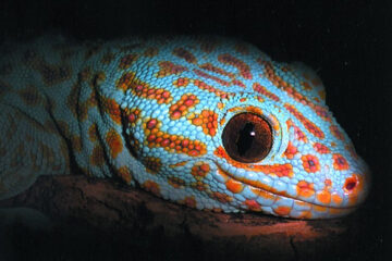 Reptilien – Faszination Vielfalt – DGHT Stadtgruppe Dresden